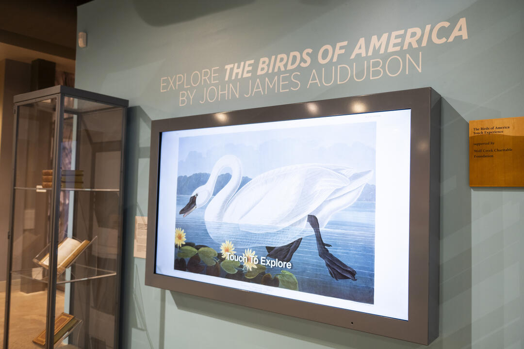 Audubon's Birds of America | John James Audubon Center at Mill Grove